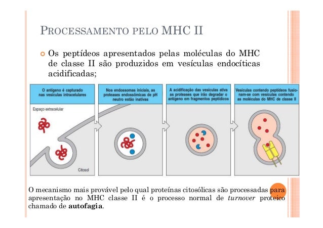 Mhc e apresentação de antigenos