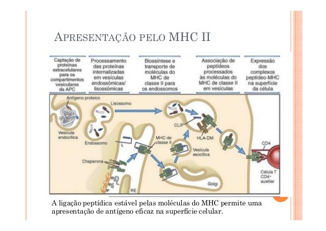 Mhc e apresentação de antigenos
