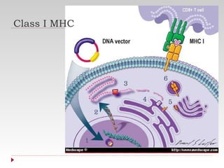 MHC general information | PPT