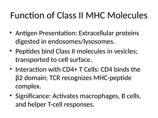 MHC_Molecules_Presentation(Robbins) copy.pptx. | PPT