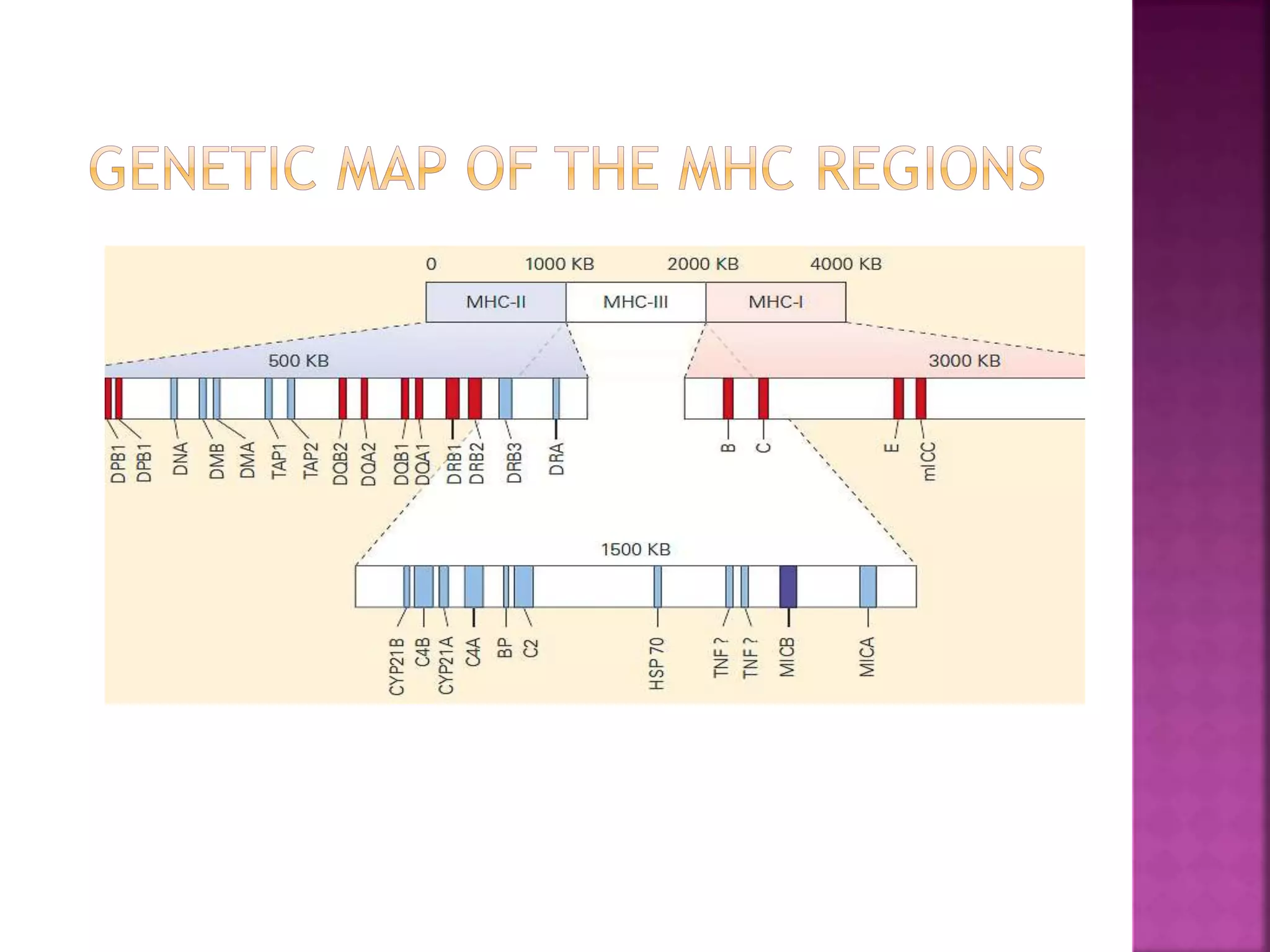 Mhc regulation | PPT