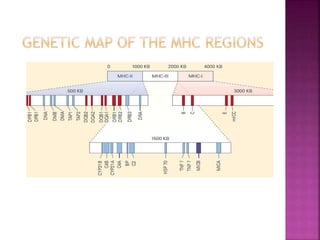 Mhc regulation | PPTX