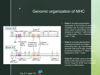 Major Histocompatibility Complex (MHC) | PPT