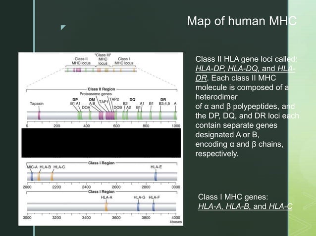 Major Histocompatibility Complex (MHC) | PPT | Genetics | Science