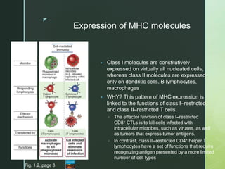 Major Histocompatibility Complex (MHC) | PPT