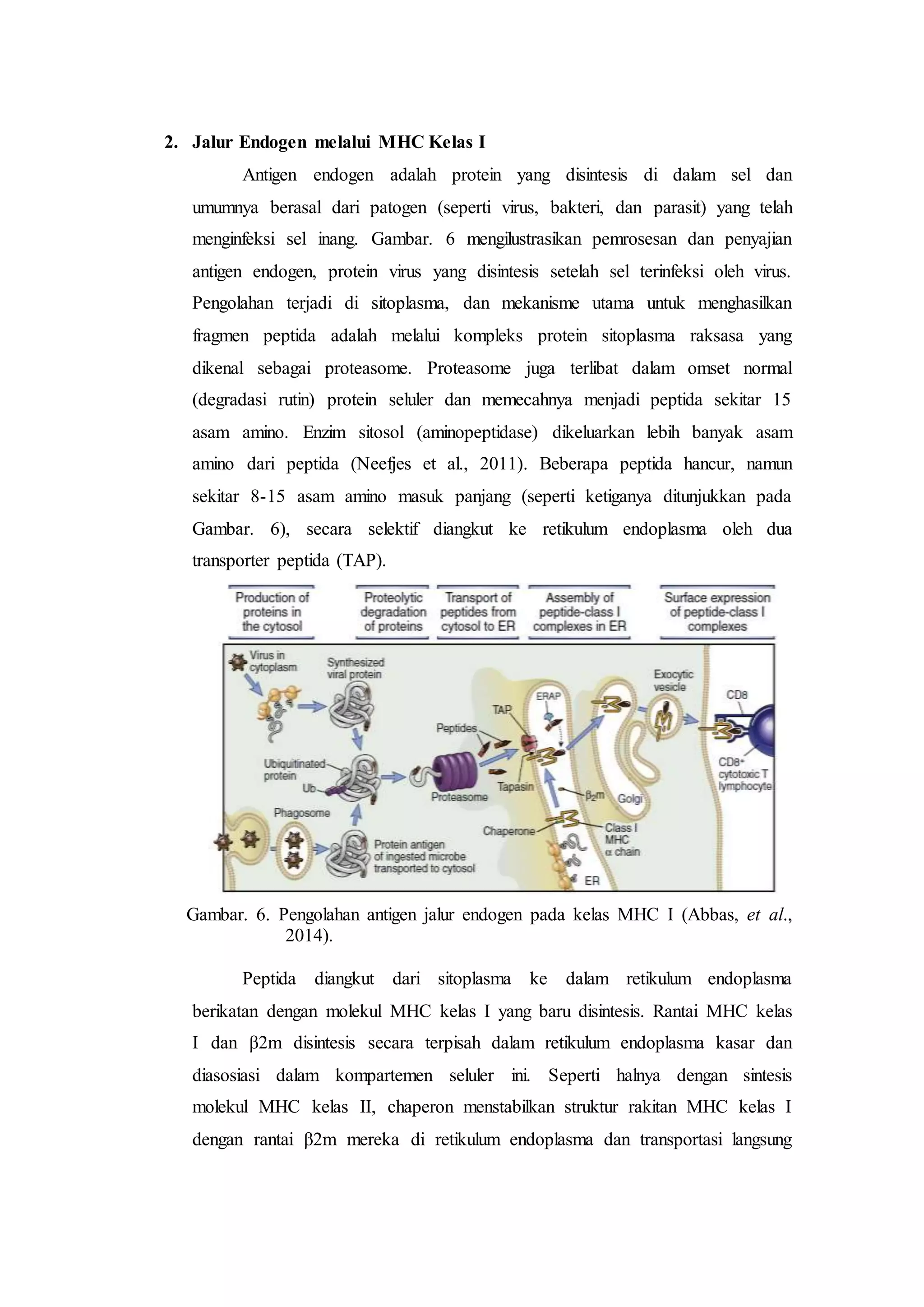 Materi imun MHC | DOCX