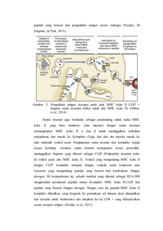 Materi imun MHC | DOCX