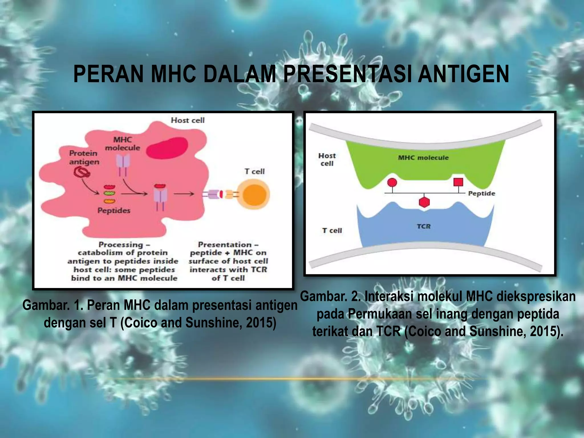 Materi imun MHC | PPTX