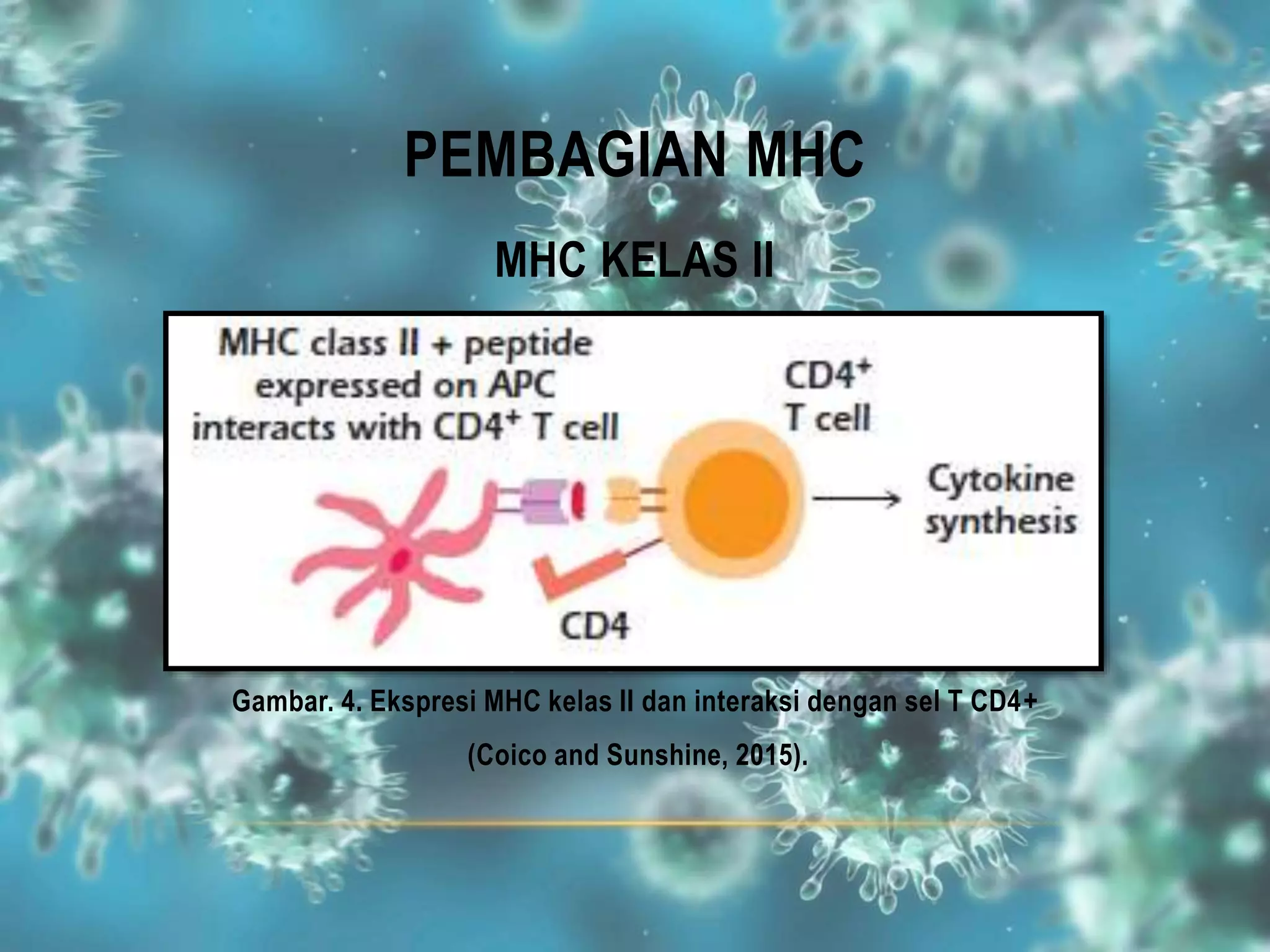 Materi imun MHC | PPTX