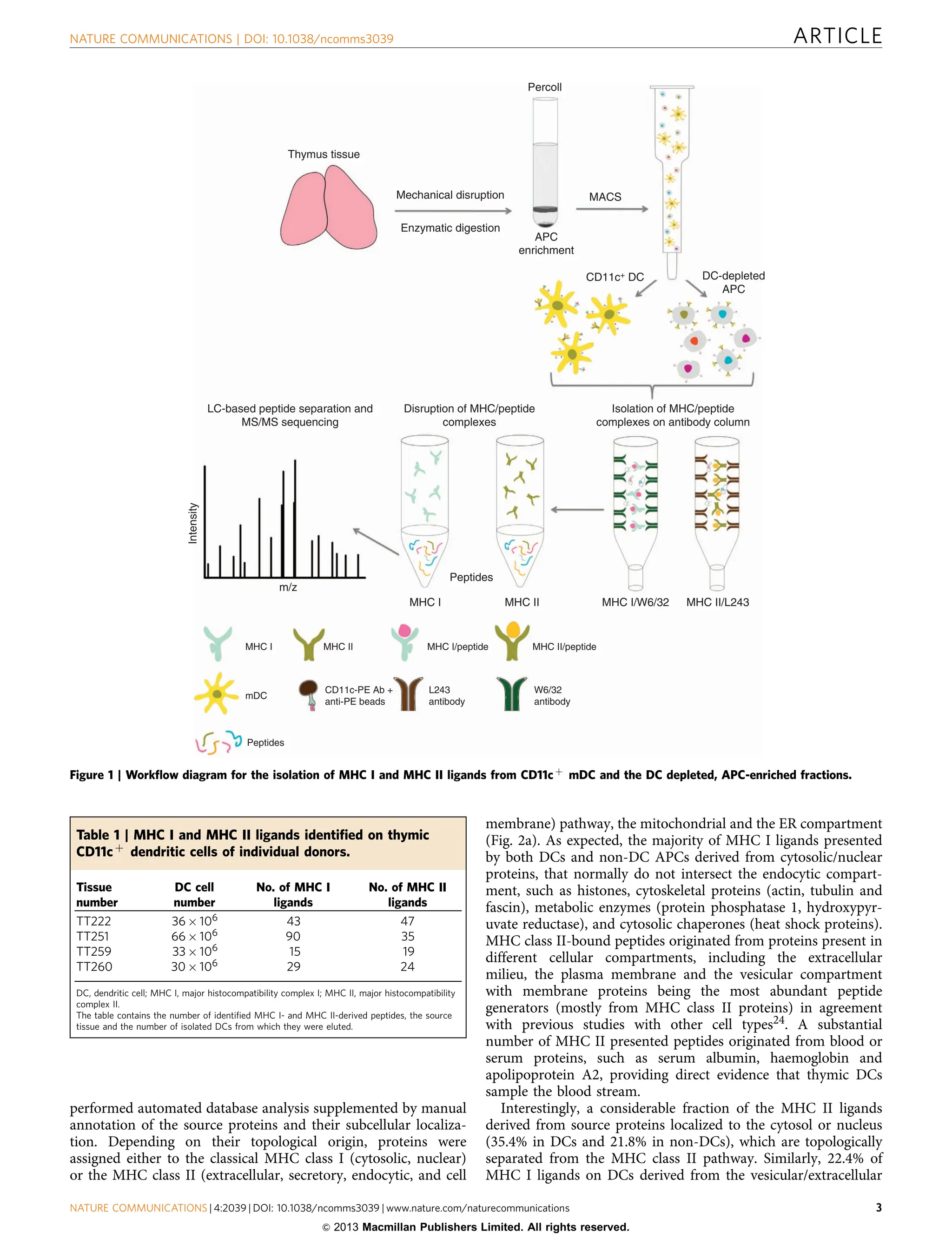 moleculas del complejo mayor de histocompatibilidad, estudio en timo | PDF