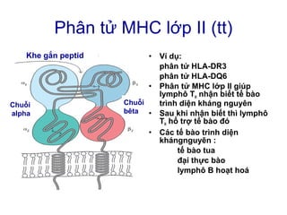 Mhc v t _ng t_c t_ b_o_2 | PPT