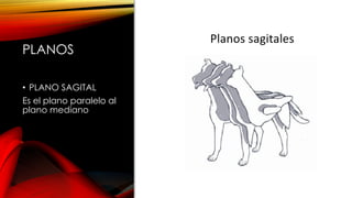 Anatomia topografica | PDF