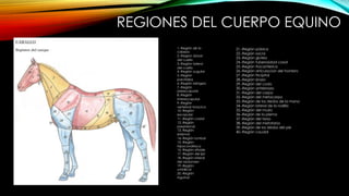 Anatomia topografica | PDF