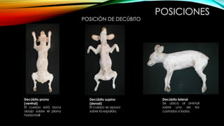Anatomia topografica | PDF