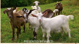 Breeds of Goat , Grade 10 Lesson: Small Ruminants | PPTX