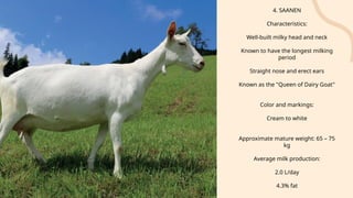 Breeds of Goat , Grade 10 Lesson: Small Ruminants | PPTX