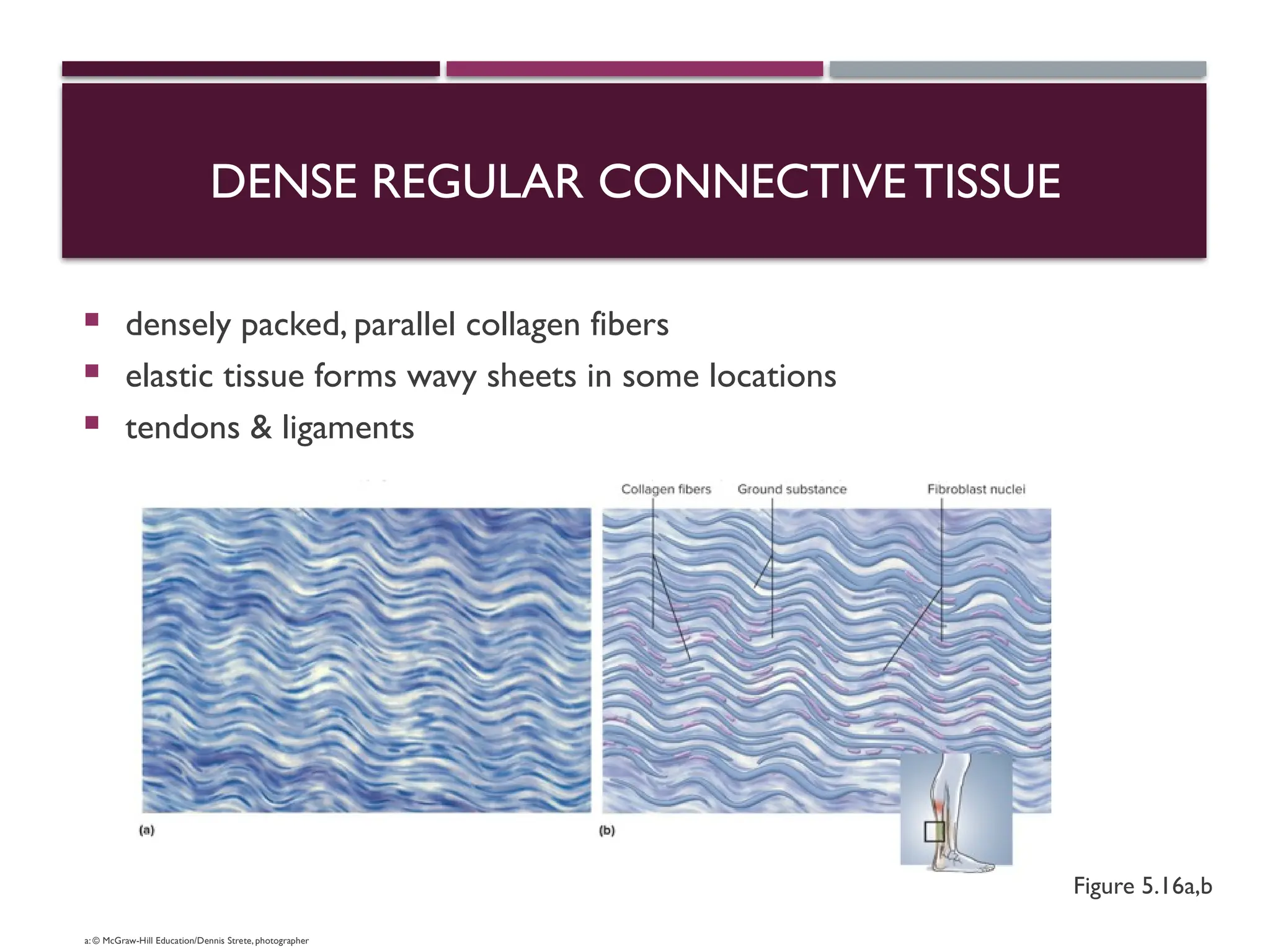 MHS1101 LECTURE 4 TISSUES OF THE BODY(3) (2).pptx