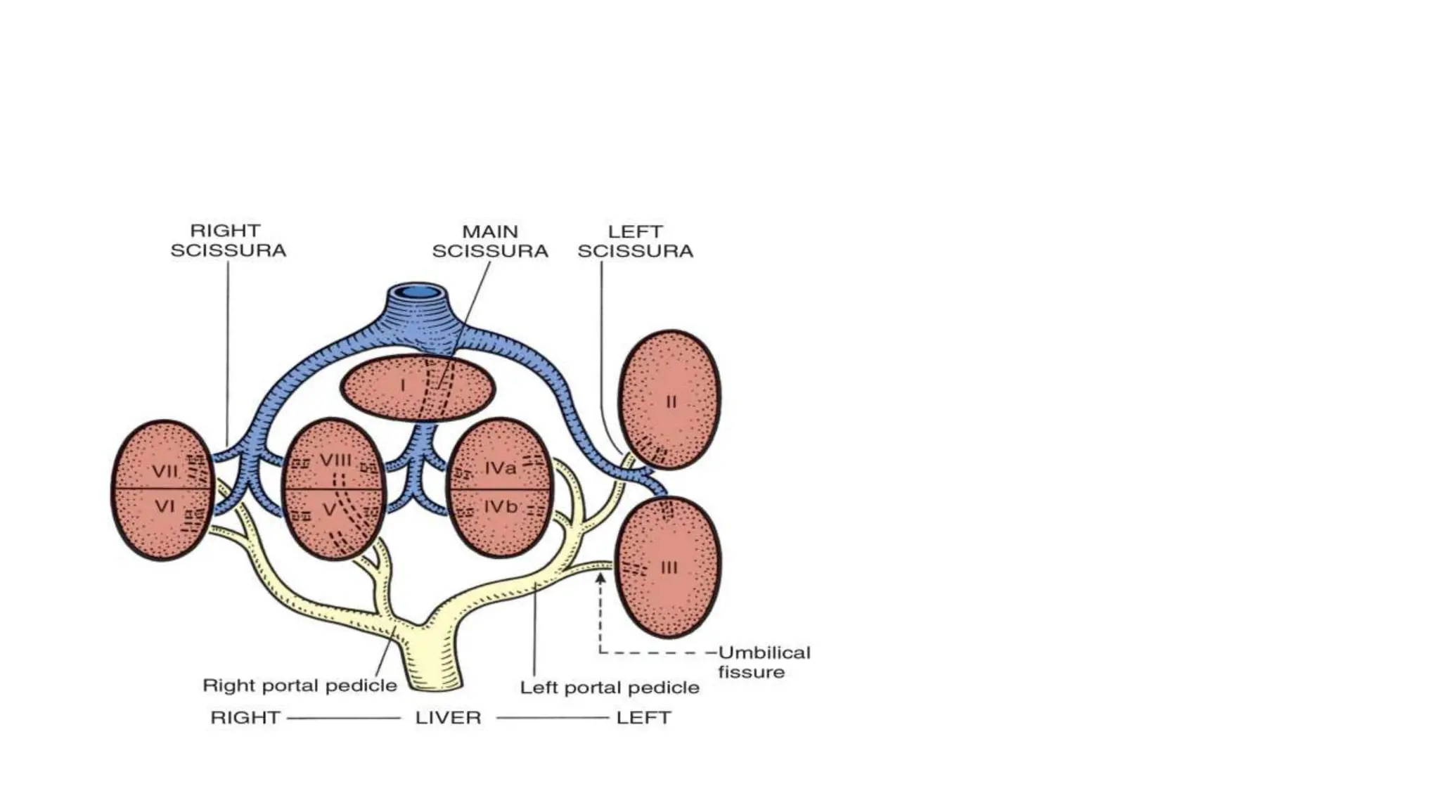 MHV venous anatomy liver,MHV for liver transplantation.pptx