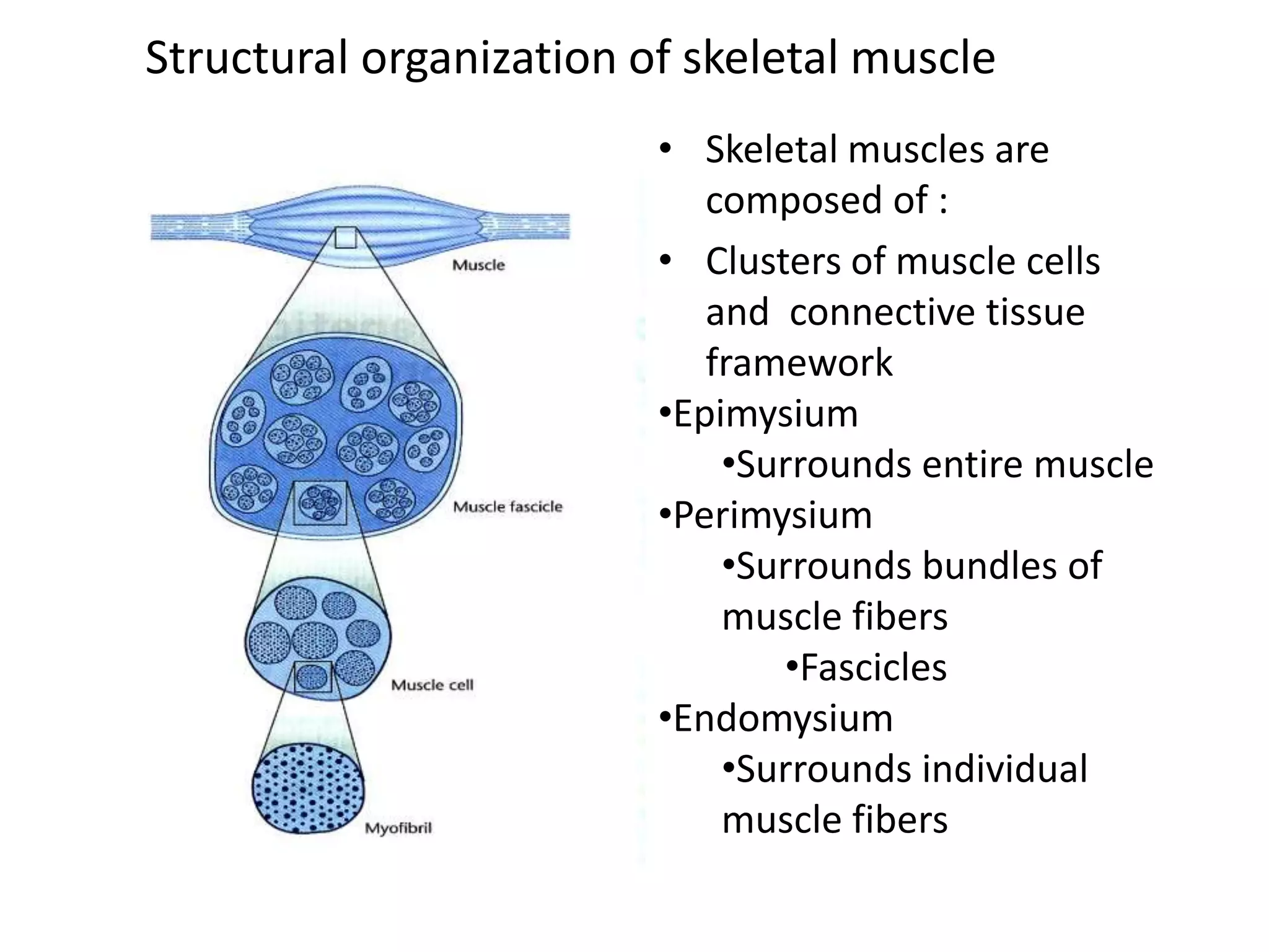 Functional and anatomy of skeletal muscle | PPTX