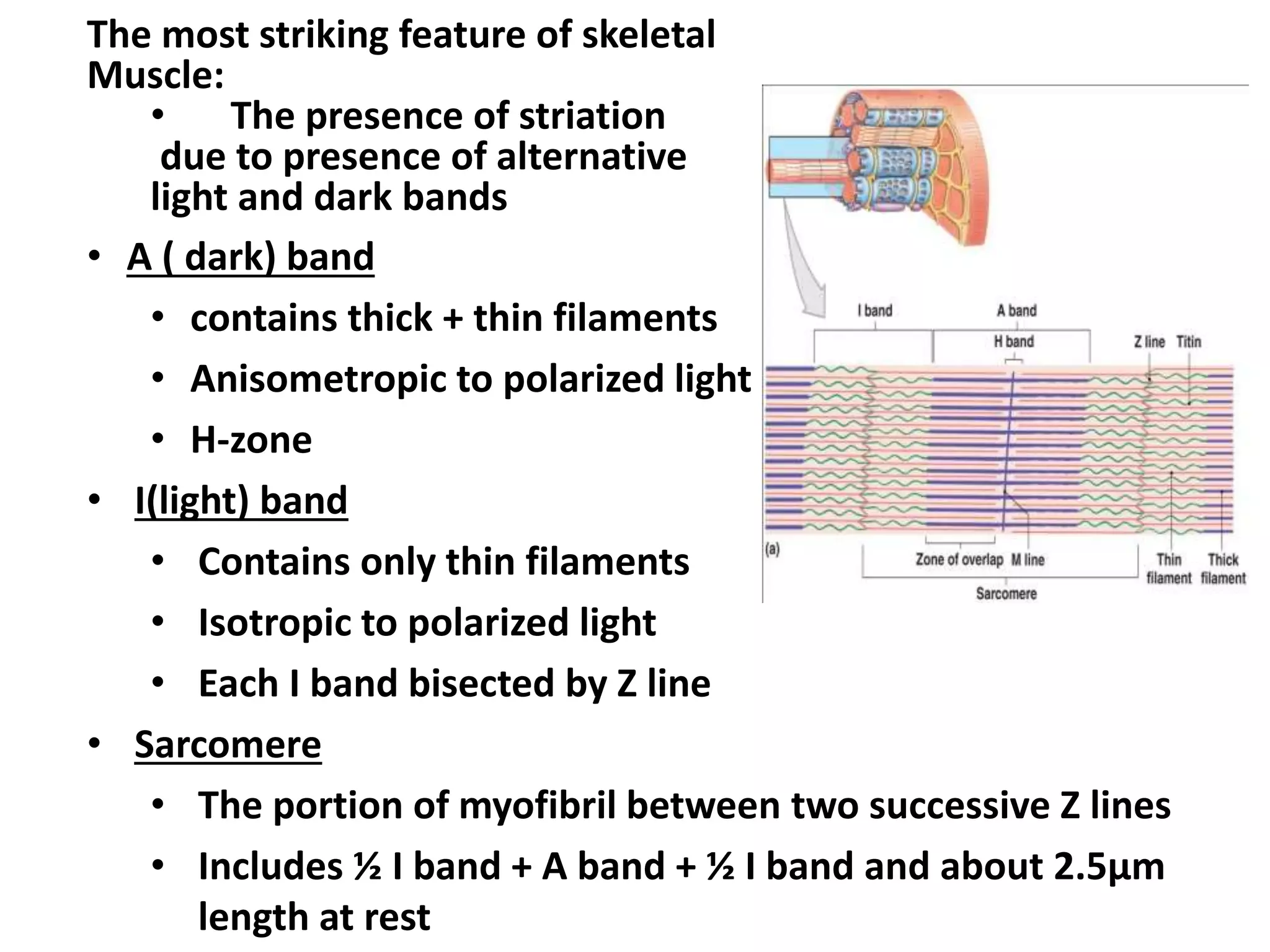 Functional and anatomy of skeletal muscle | PPTX