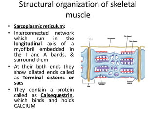 Functional and anatomy of skeletal muscle | PPTX