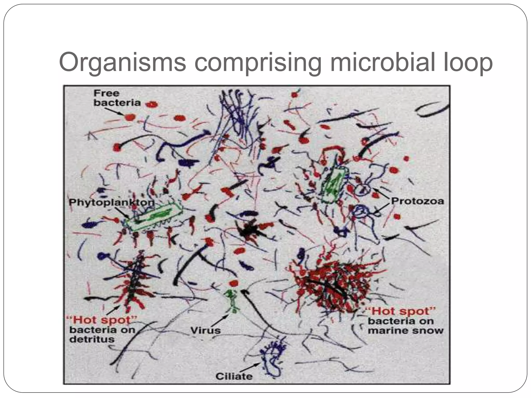 microbial loop | PPTX