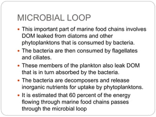 microbial loop | PPTX