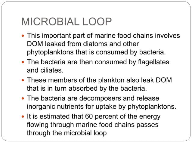 microbial loop | PPT