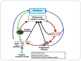microbial loop | PPTX
