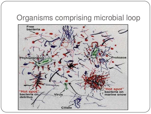 Microbial Loop
