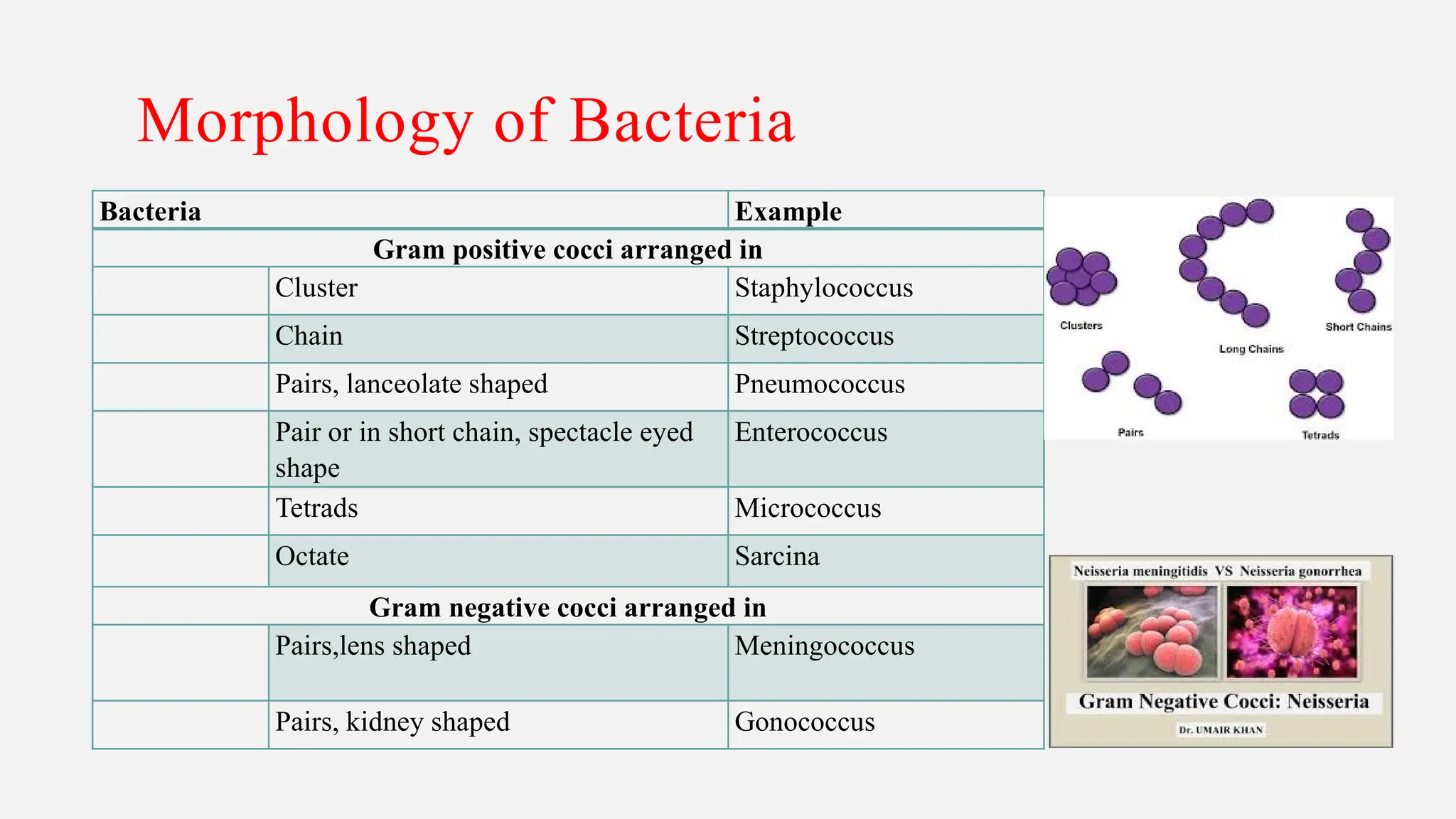MI 1.1 Morphology of Bacteria - Part one | PPTX