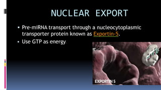 mi%20rna%20%20FINAL.pptx