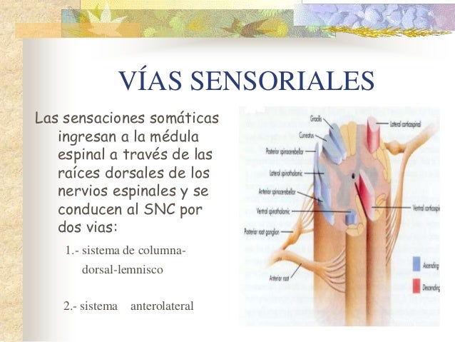 RECEPTORES SENSORIALES