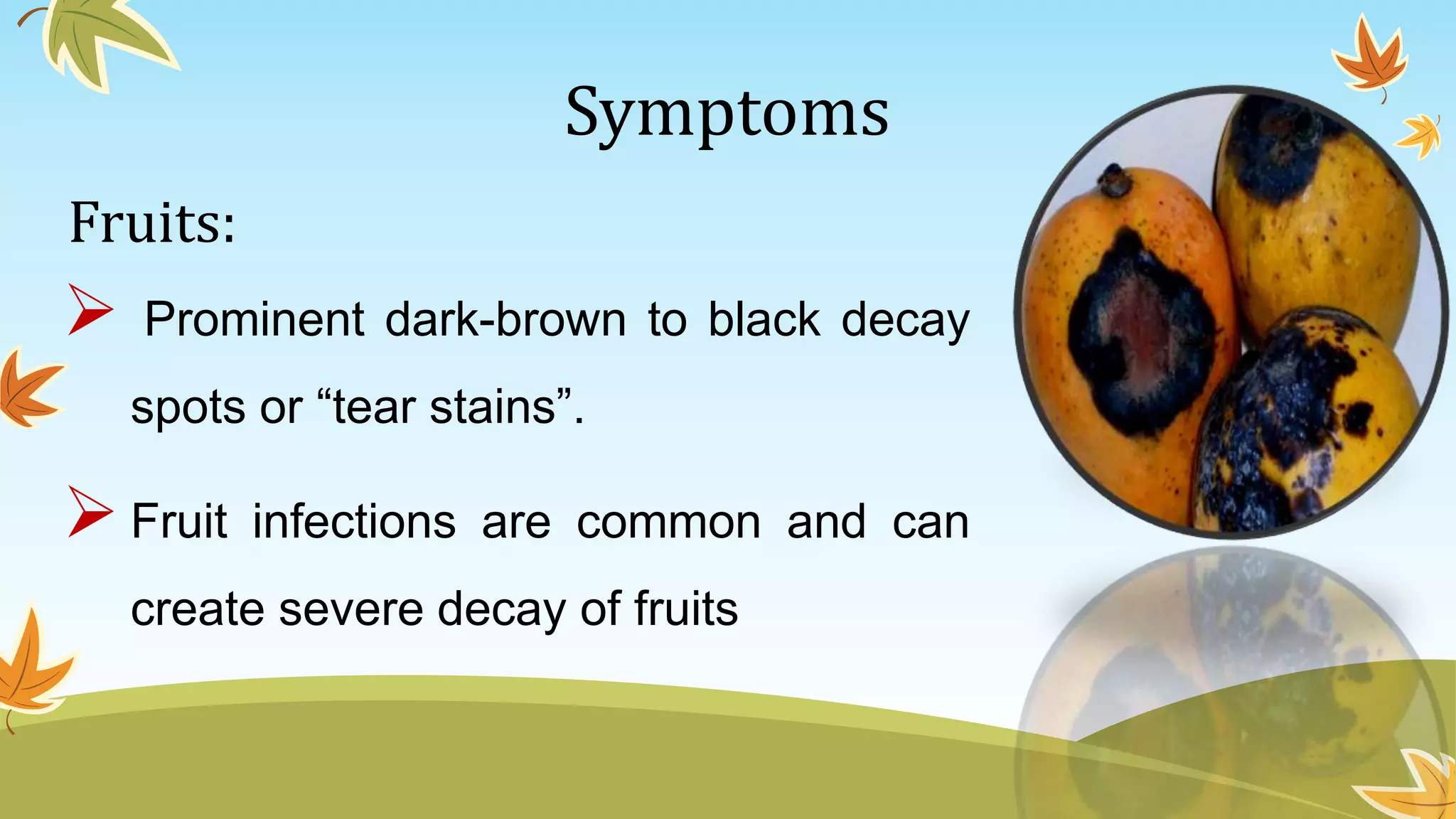 anthracnose of mango | PPTX