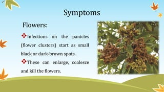 anthracnose of mango | PPTX