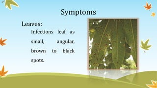 anthracnose of mango | PPTX