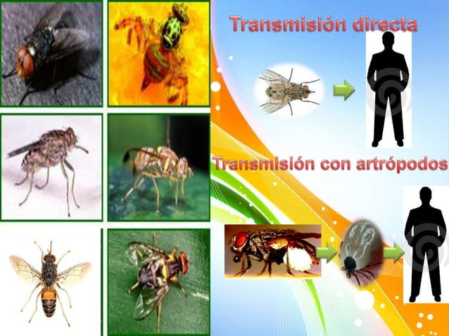 Miasis | PPT