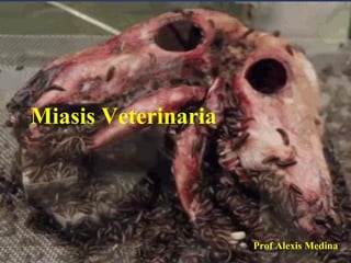 Miasis Veterinaria | PDF