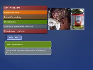 Miasis Veterinaria | PDF