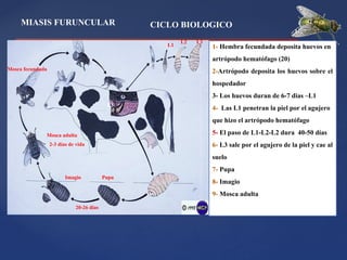 Miasis Veterinaria | PDF