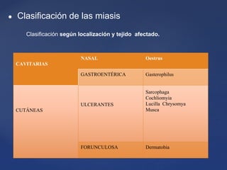 Patología De La Miasis Miasis En Perros: Cuidado Con Las Heridas