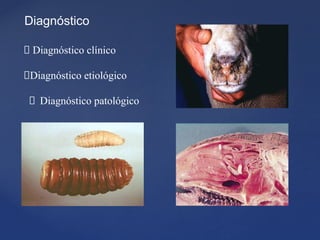 Miasis Veterinaria | PDF
