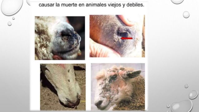 Miasis y cómo este parásito afecta a los bovinos | PPT