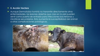 MIASIS EN BOVINOS PRESENTACION DE ENFEREMEDADES PARASITARIAS.pptx
