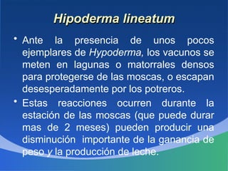 MIASIS - SISTÉMICA presentacion - CV.pptx | Veterinary Medicine | Pets