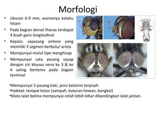 Miasis Makhluk Hidup | PPT