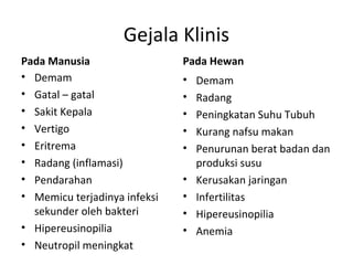 Miasis Makhluk Hidup | PPT