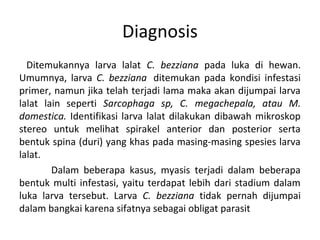 Miasis Makhluk Hidup | PPT