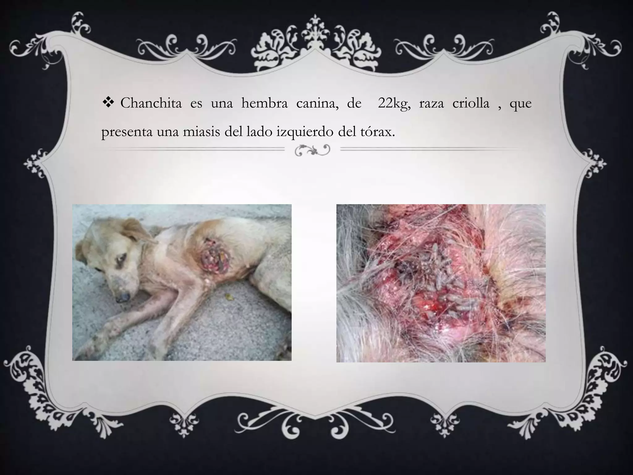 Miasis canina | PPTX