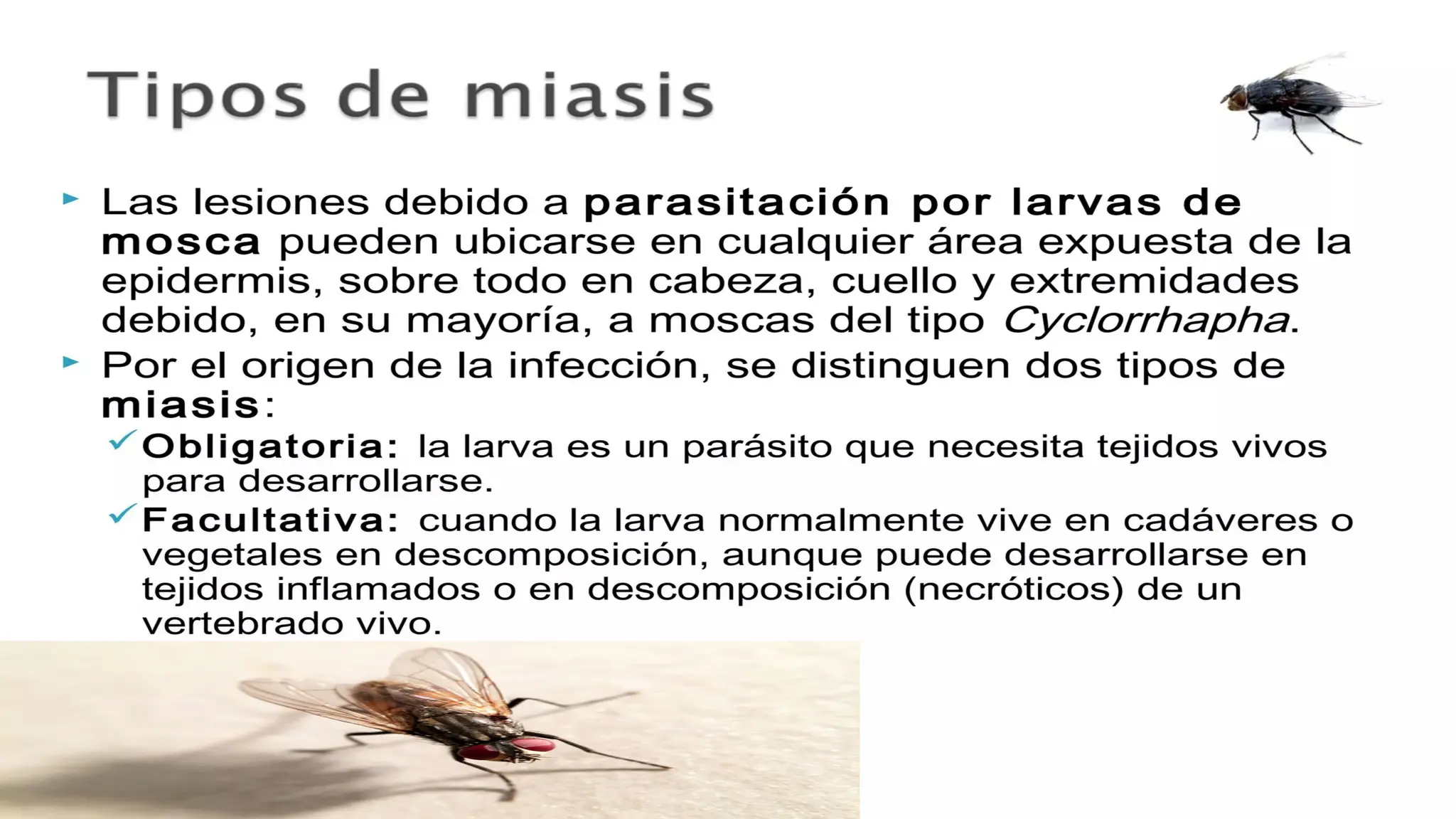 MIASIS CUTANEA.pptx mayyhkknahahajujdhdhdh | PPTX